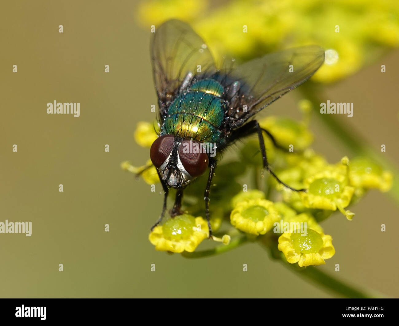 Calliphoridae fly hi-res stock photography and images - Alamy
