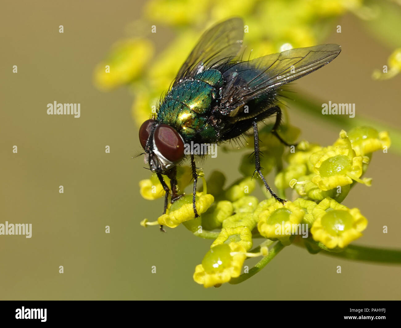 Calliphoridae fly hi-res stock photography and images - Alamy