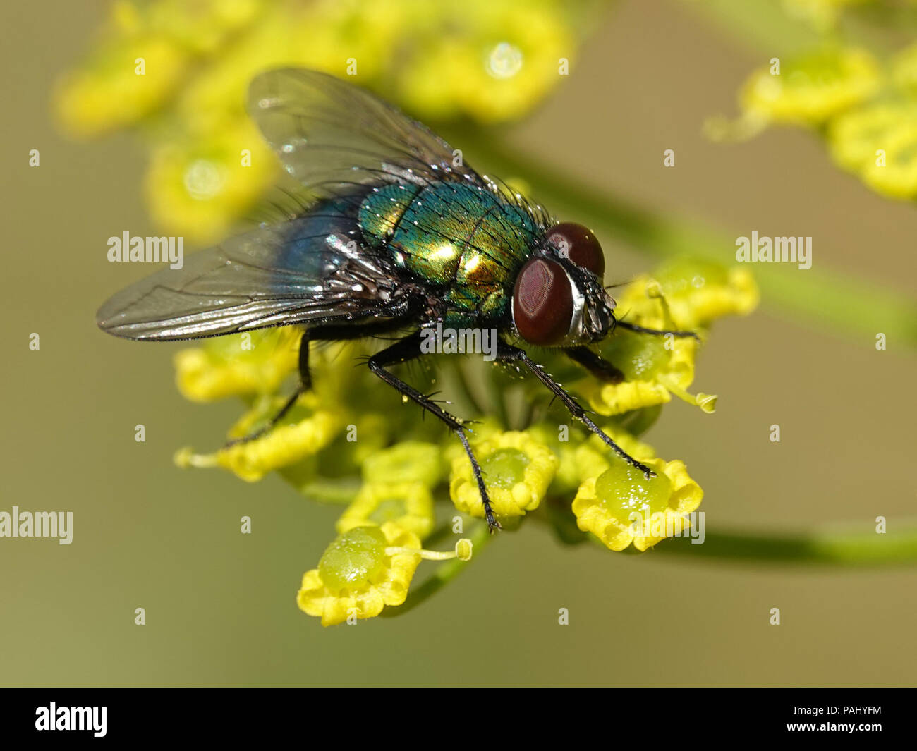 Calliphoridae fly hi-res stock photography and images - Alamy