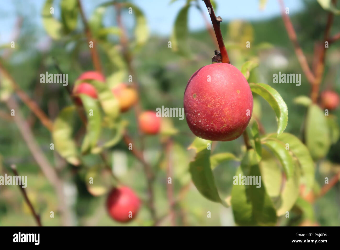Tree nectarine fruit leaves red hi-res stock photography and images - Alamy