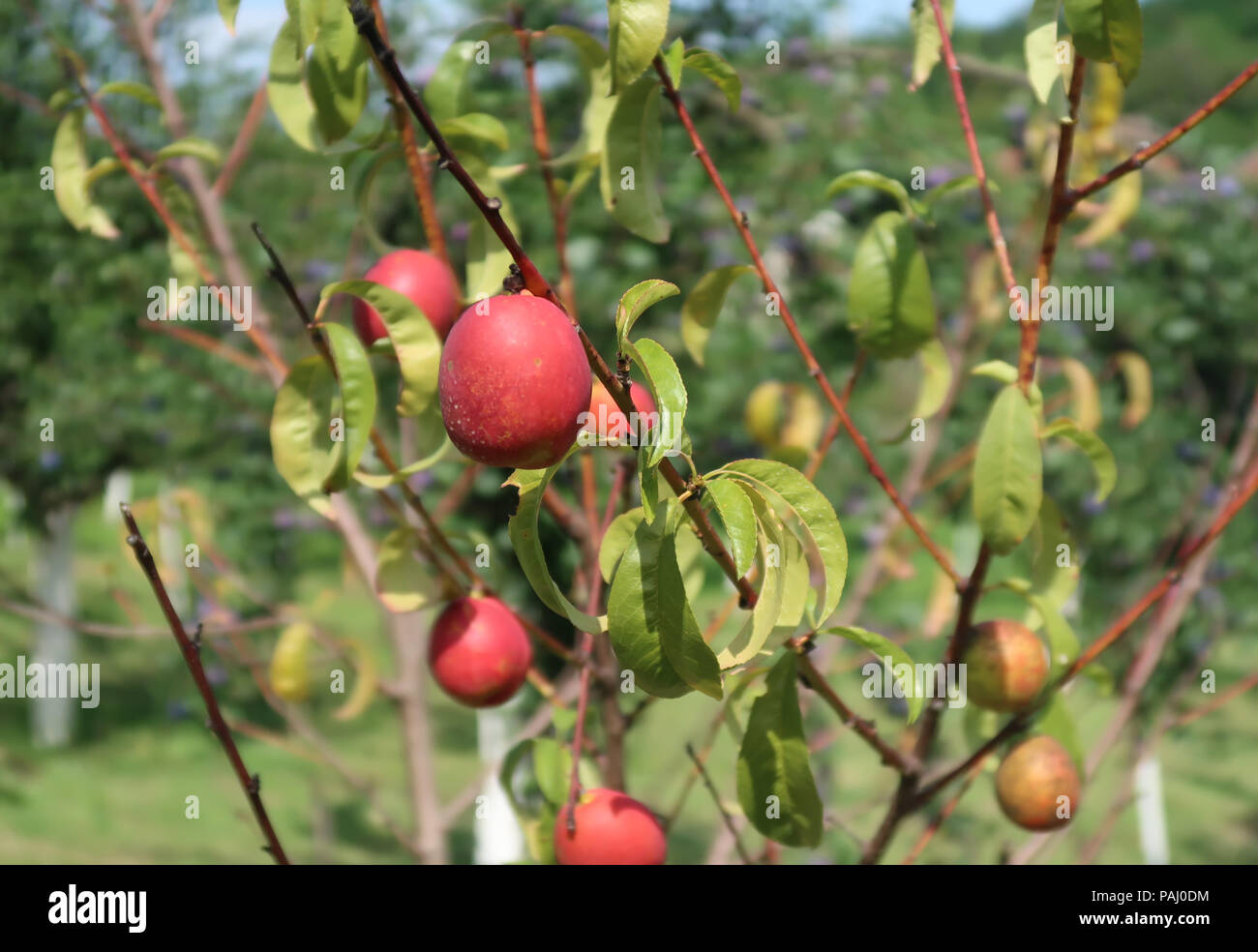 Tree nectarine fruit leaves red hi-res stock photography and images - Alamy