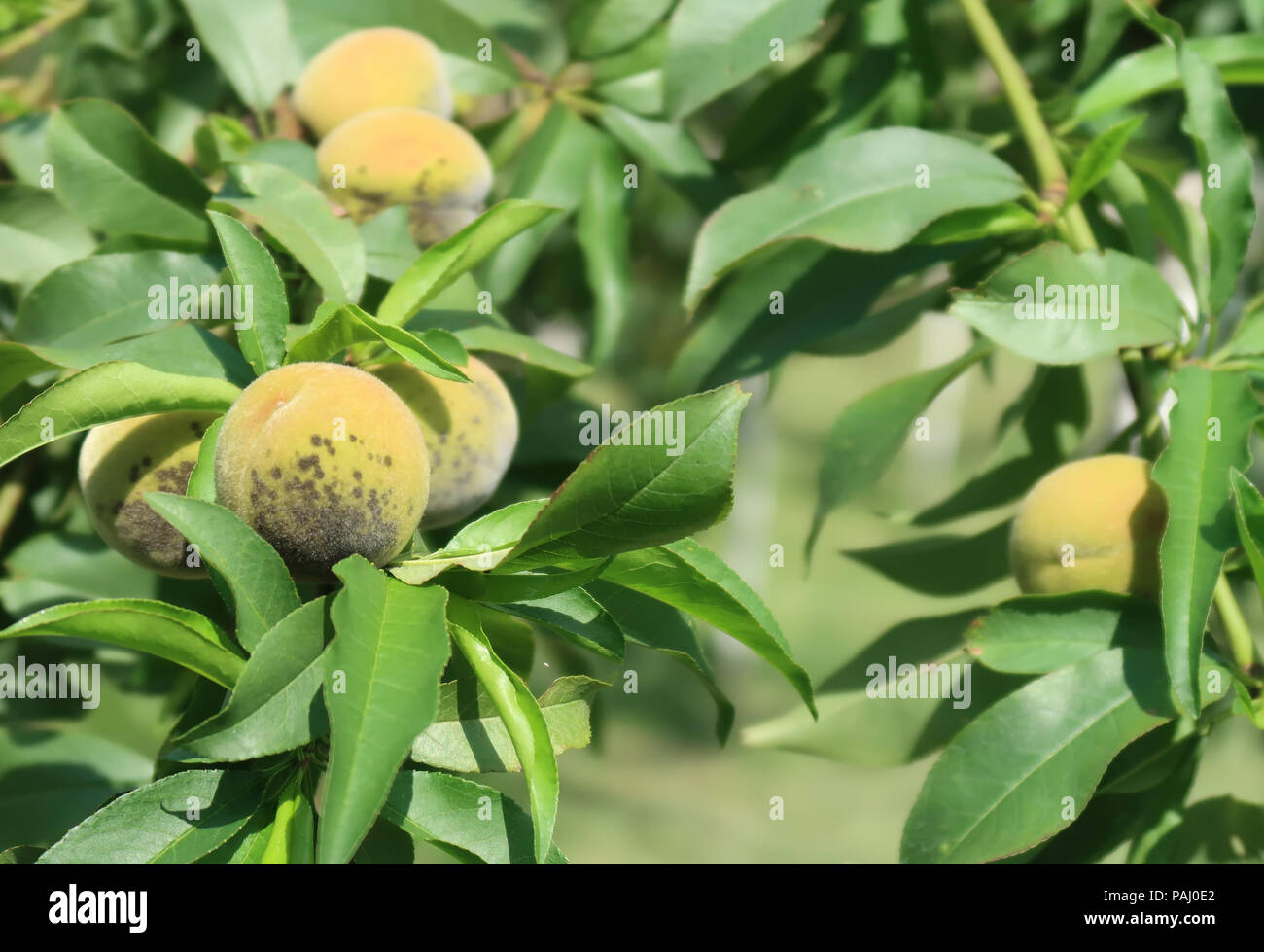 Peaches in a tree Stock Photo - Alamy