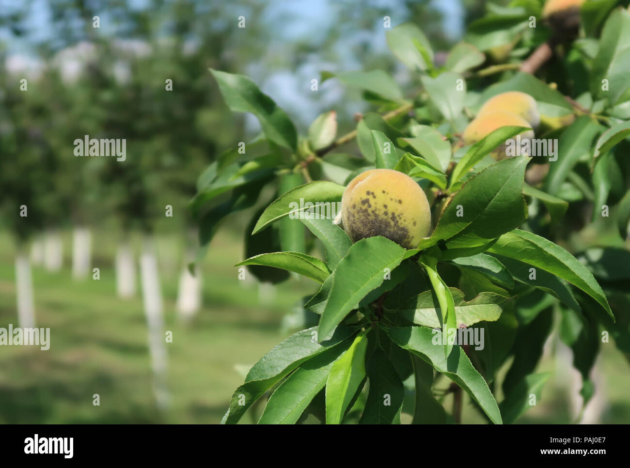 Wild peaches hi-res stock photography and images - Alamy