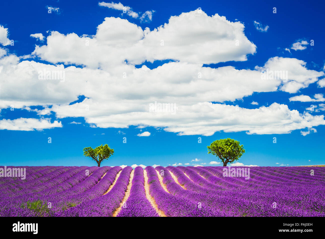 Provence, Francce. Lavender field summer sunset landscape near Valensole Stock Photo - Alamy