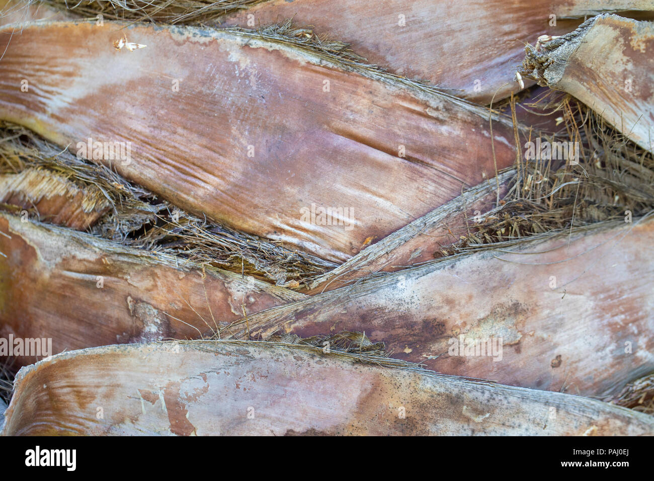 Upper trunk detail of palm tree background texture pattern Stock Photo ... Upper trunk detail of palm tree background texture pattern Stock Photo ...