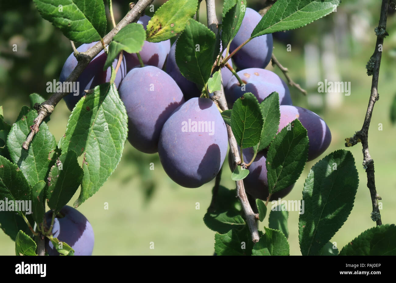 Ripe plums on a tree branch Stock Photo - Alamy