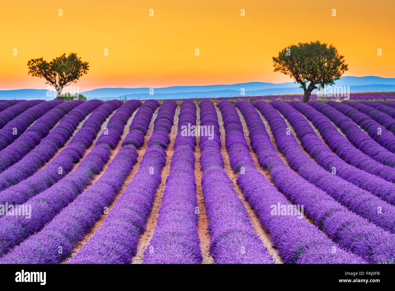 Provence, Francce. Lavender field summer sunset landscape near Valensole Stock Photo - Alamy