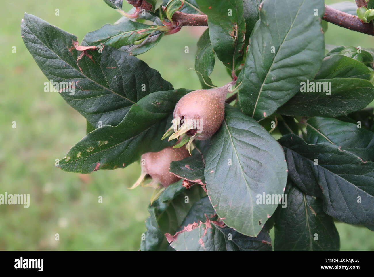 Medlars in a tree Stock Photo - Alamy