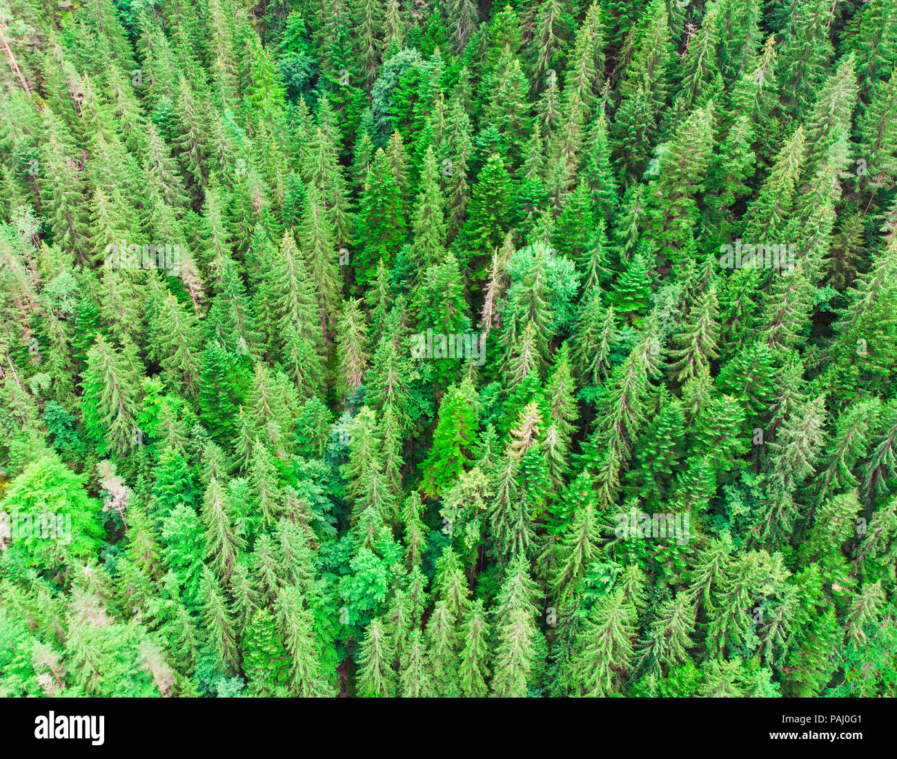 aerial view of green tree forest from the drone Stock Photo - Alamy