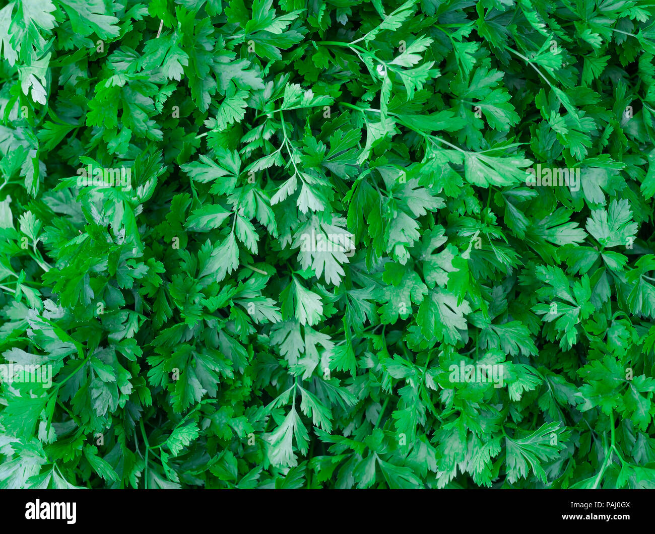 texture of green fresh parsley vegetable Stock Photo - Alamy
