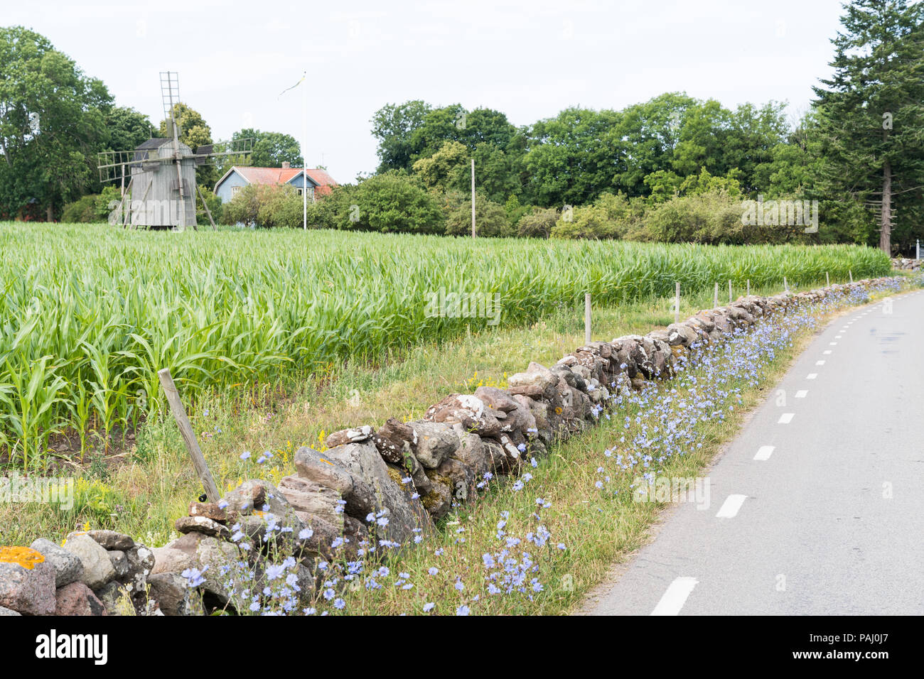 Chicory flowers by roadside at the swedish island Oland Stock Photo - Alamy