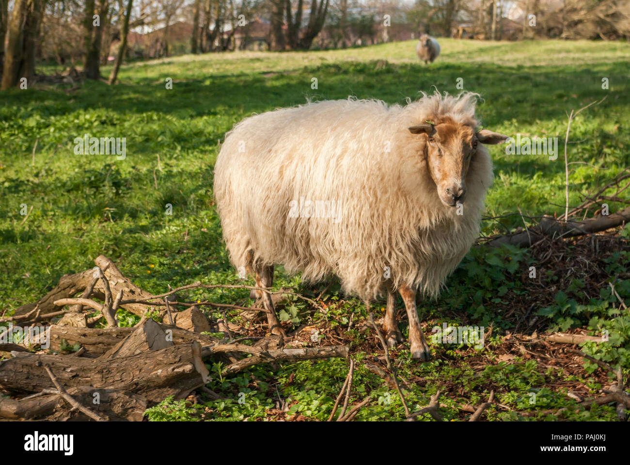 Animals bleed hi-res stock photography and images - Alamy