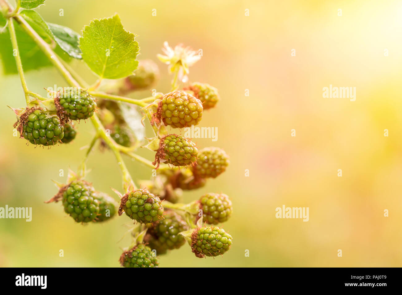 Unripe raspberries green hi-res stock photography and images - Alamy