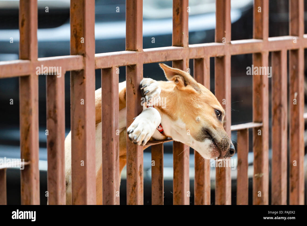 dog stuck at the door Stock Photo - Alamy dog stuck at the door Stock Photo - Alamy