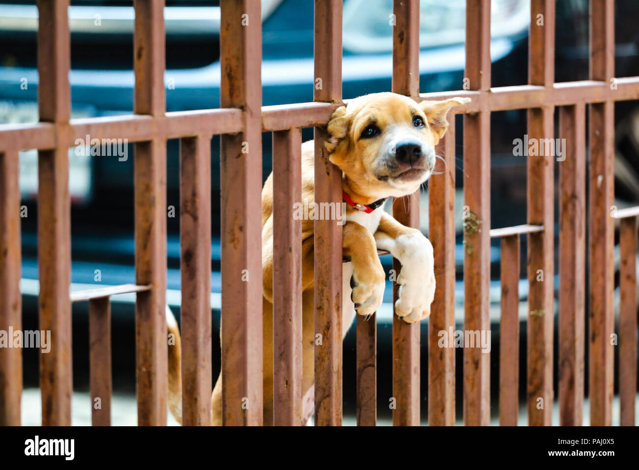 dog stuck at the door Stock Photo - Alamy dog stuck at the door Stock Photo - Alamy