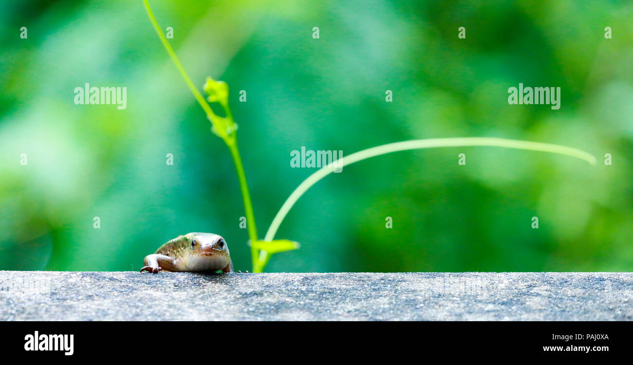 Fence skink hi-res stock photography and images - Alamy