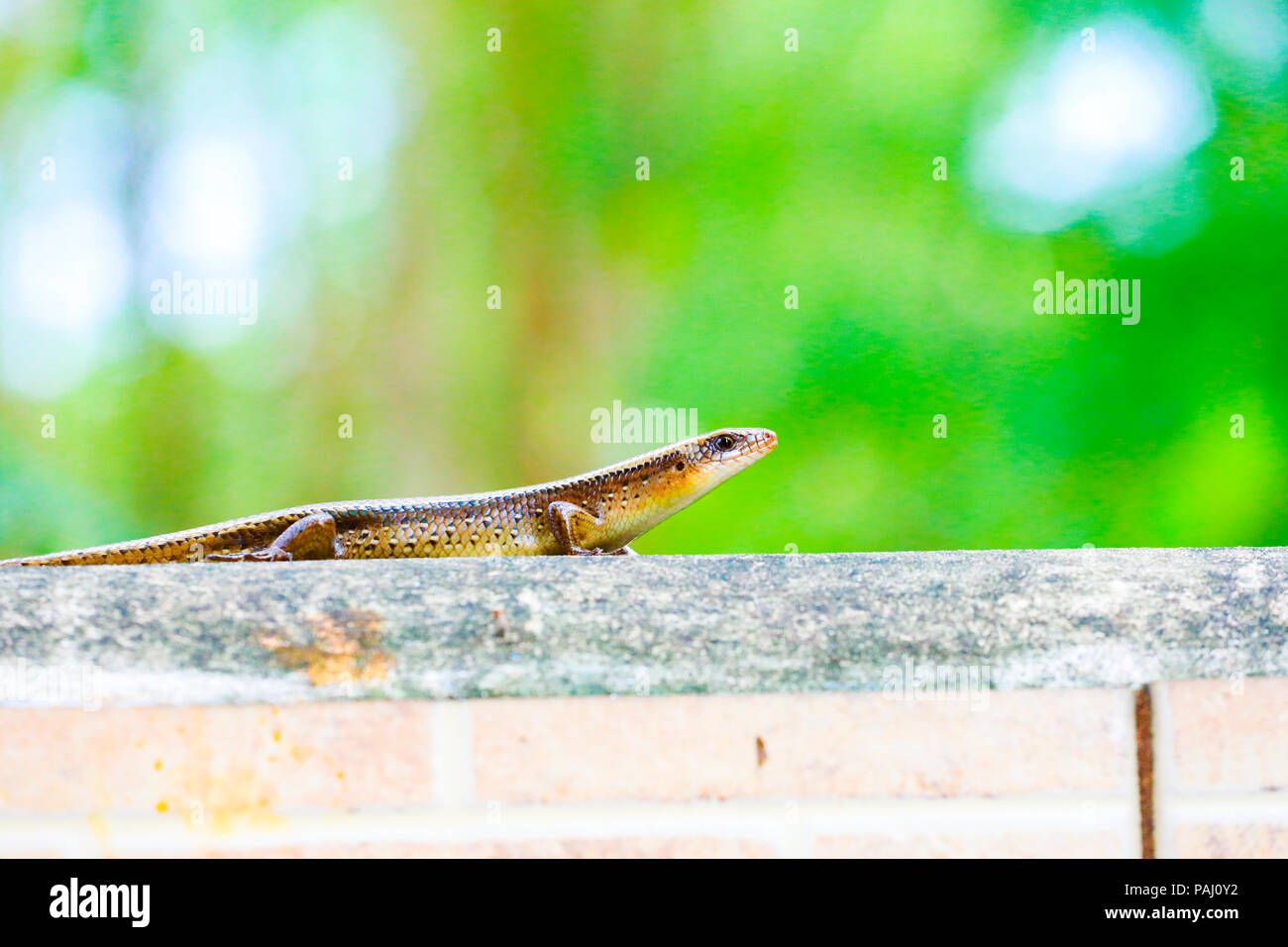 Black rock skink hi-res stock photography and images - Alamy