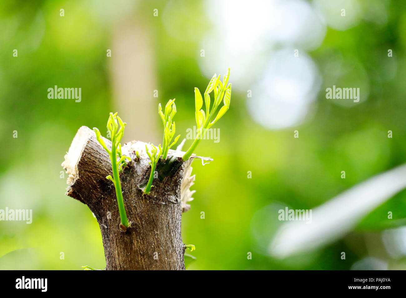 strong seedling growing from tree : business concept of emerging ...