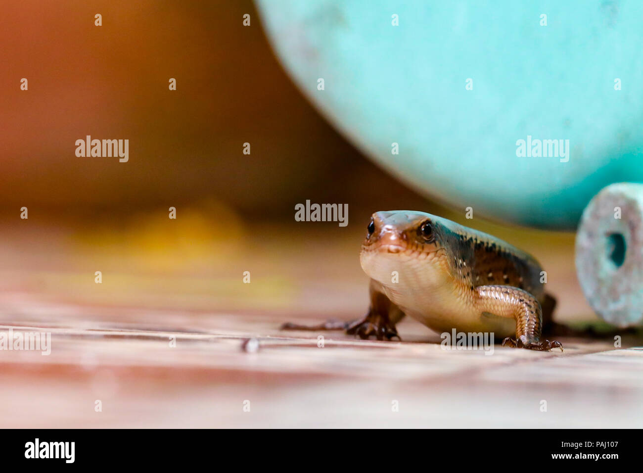 Thailand species hi-res stock photography and images - Alamy