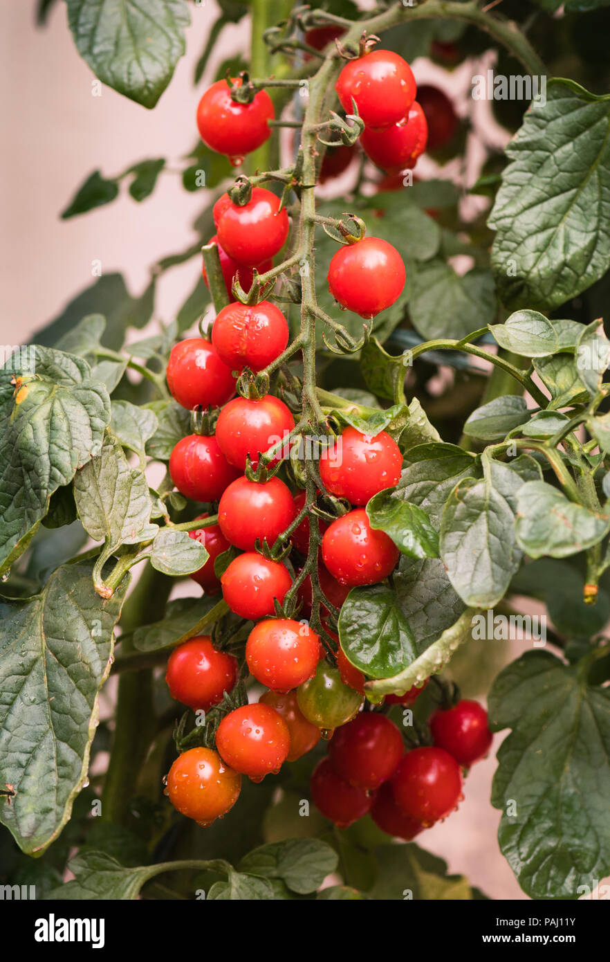 Cherry tomatoes in a garden Stock Photo - Alamy