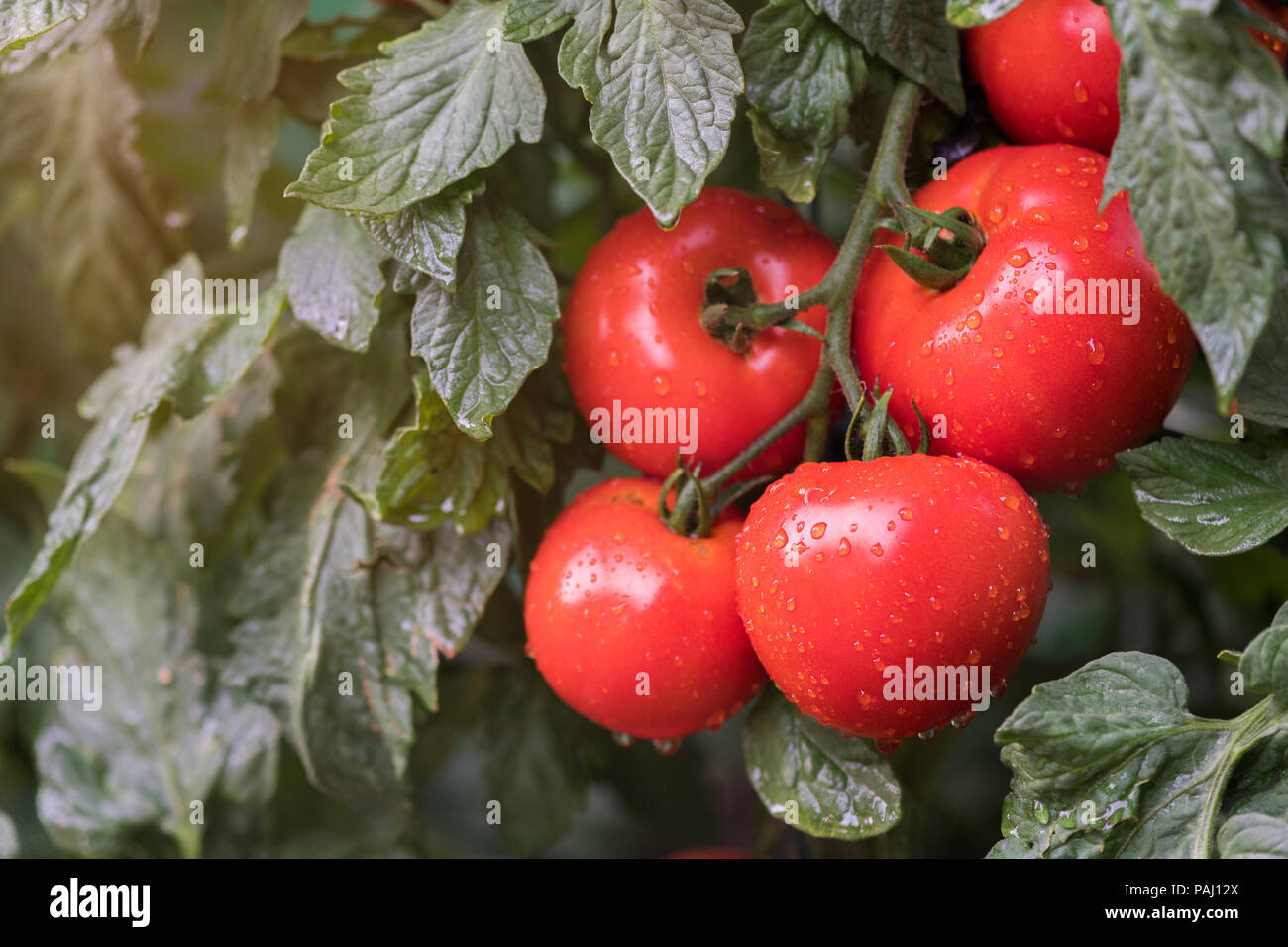 Ready to pick tomato hi-res stock photography and images - Alamy