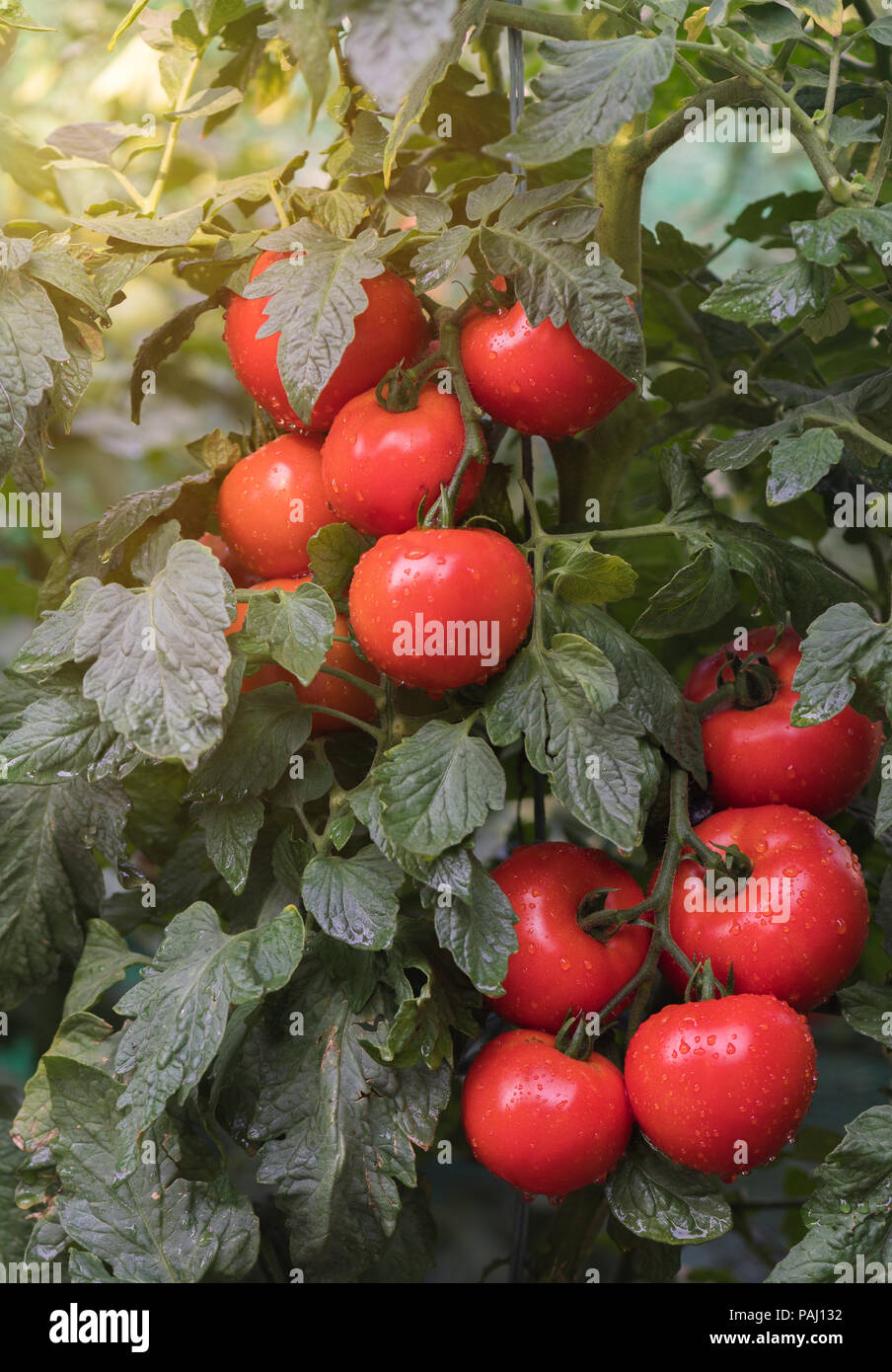 Ready to pick tomato hi-res stock photography and images - Alamy
