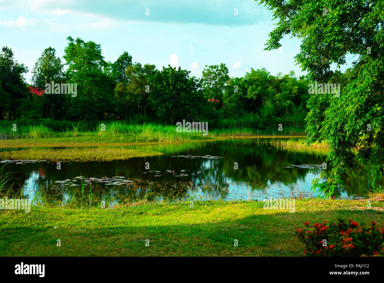 small pond in nature , Water Pond Scene - Pond of water with a sunny ...