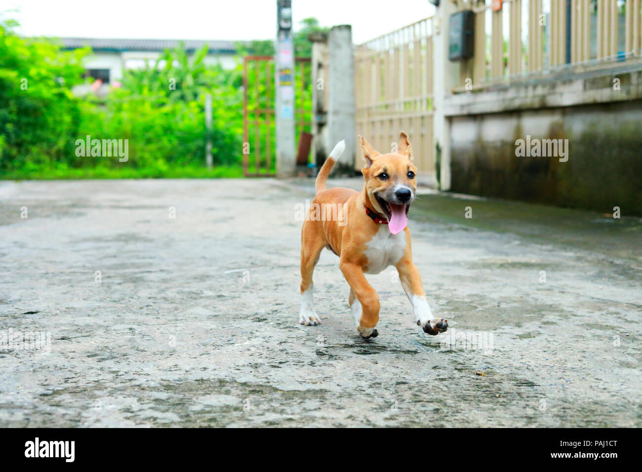 Dog running home hi-res stock photography and images - Alamy
