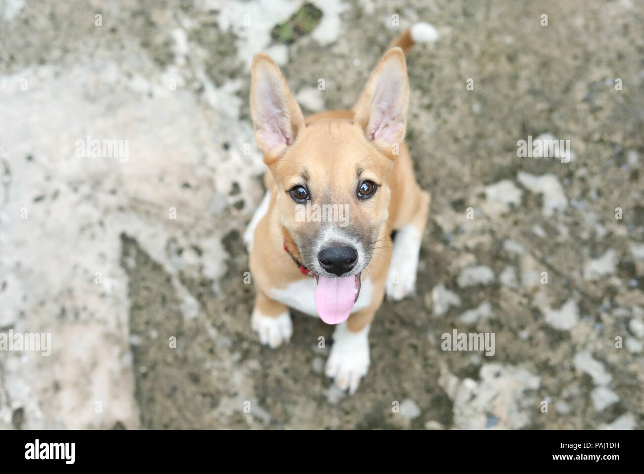 Smiling dog face hi-res stock photography and images - Alamy