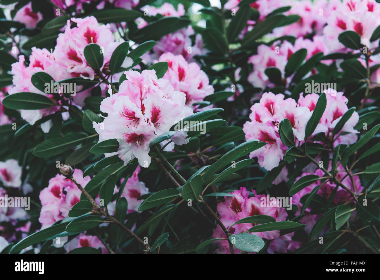 Rhododendron pink flowers background. Rhododendron flower pattern Stock ...