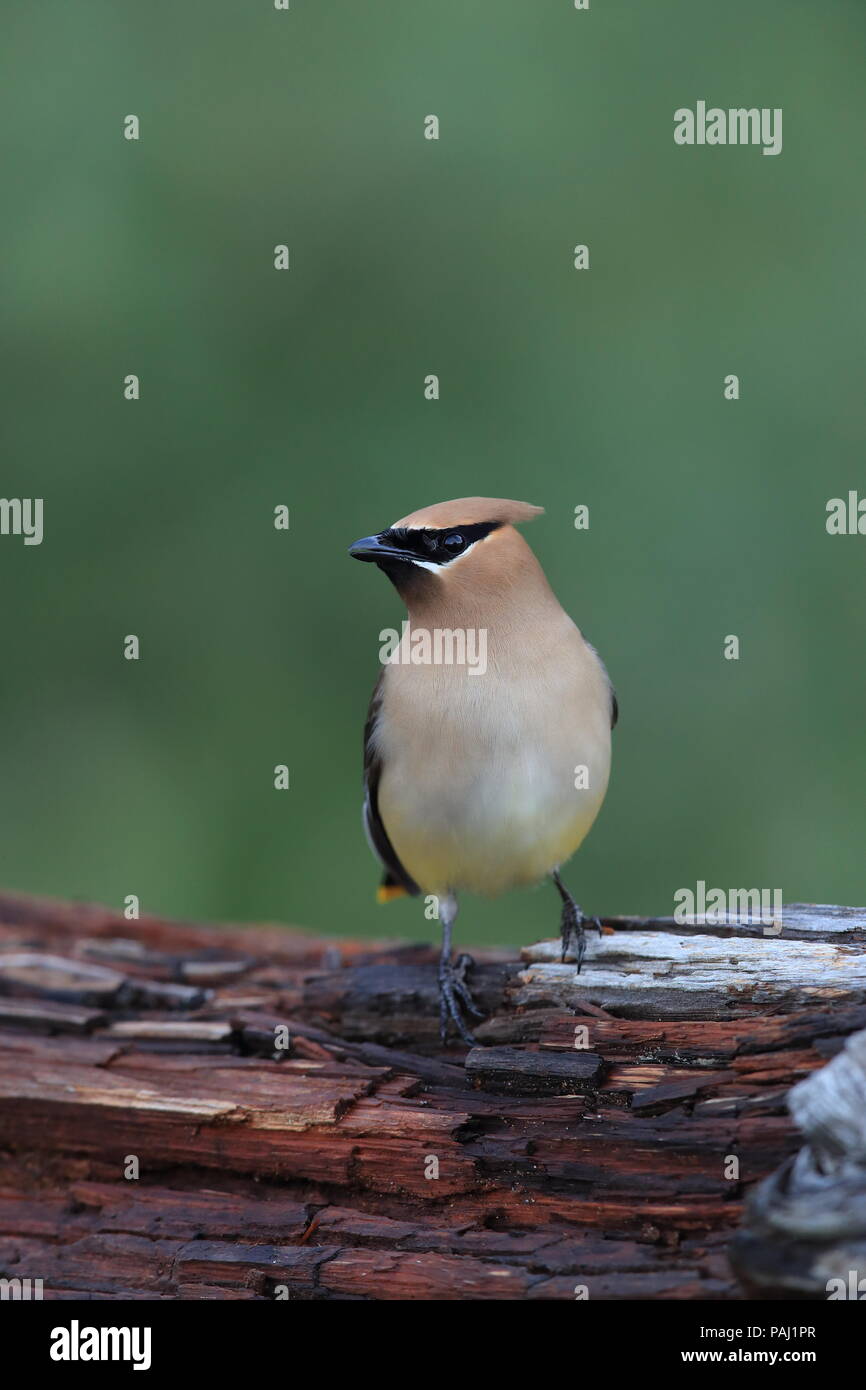 cedar waxwing (Bombycilla cedrorum) Vancouver Island Kanada Stock Photo ...