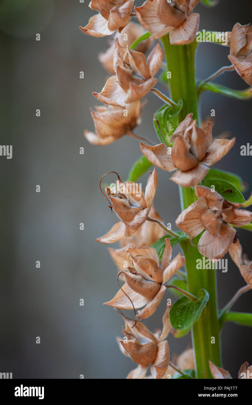 Seed capsules on Foxglove plants ready for collection and propagation ...