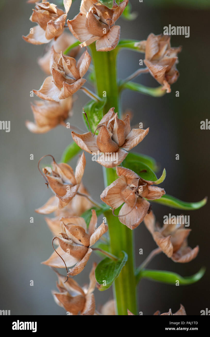 Seed capsules on Foxglove plants ready for collection and propagation ...