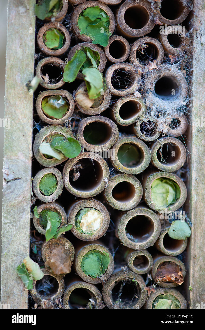 A small 'Bug Hotel' with several occupants Stock Photo - Alamy