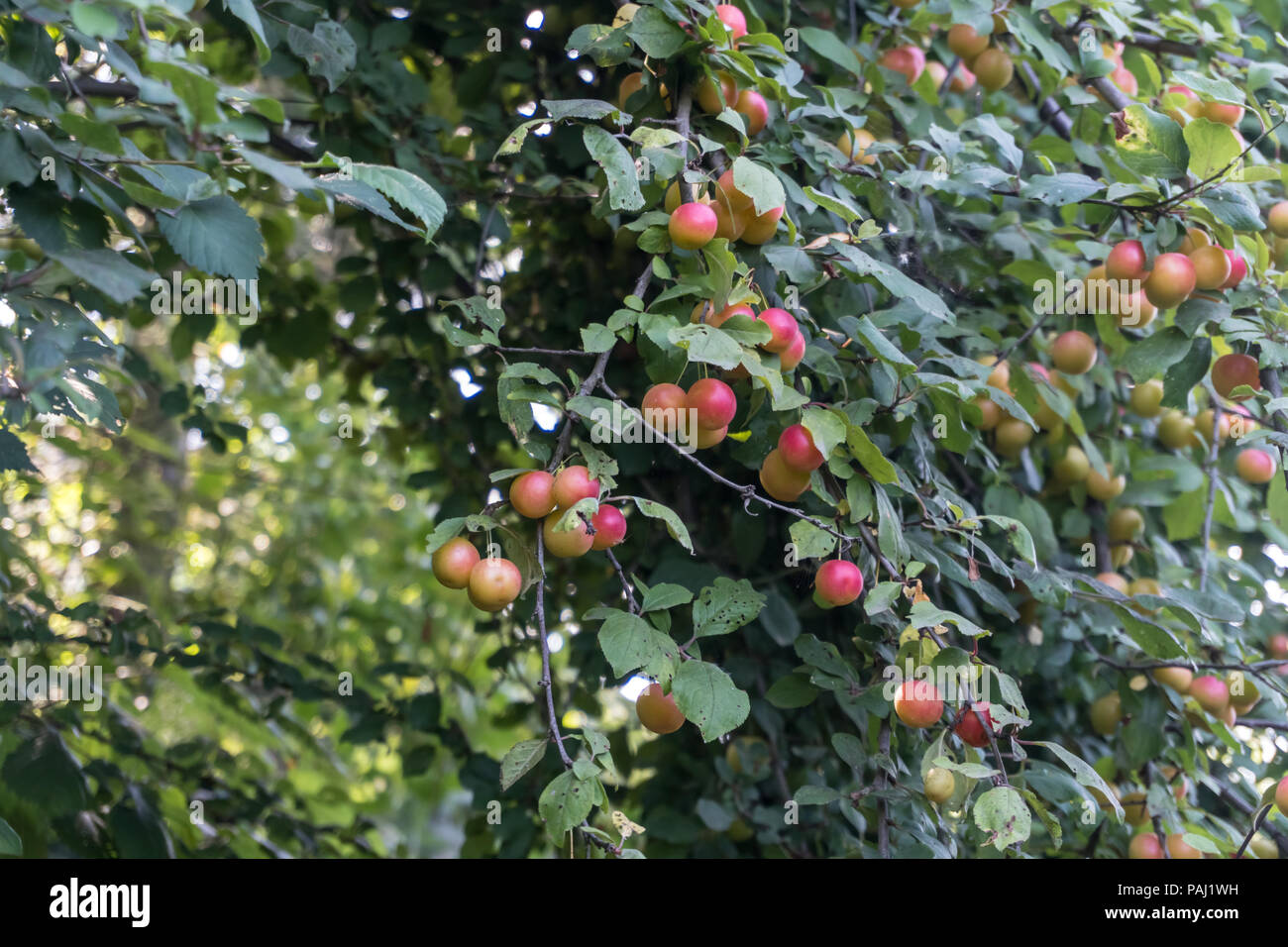 Red Plums Or Greengage on a plum tree bush Stock Photo - Alamy