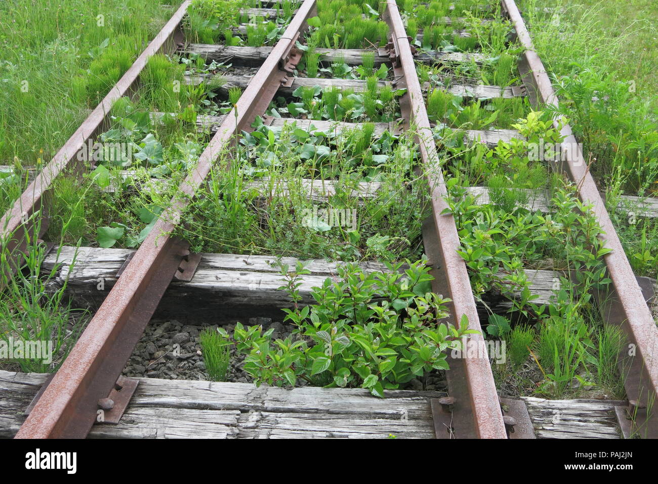 Overgrown Railway Track High Resolution Stock Photography and Images - Alamy