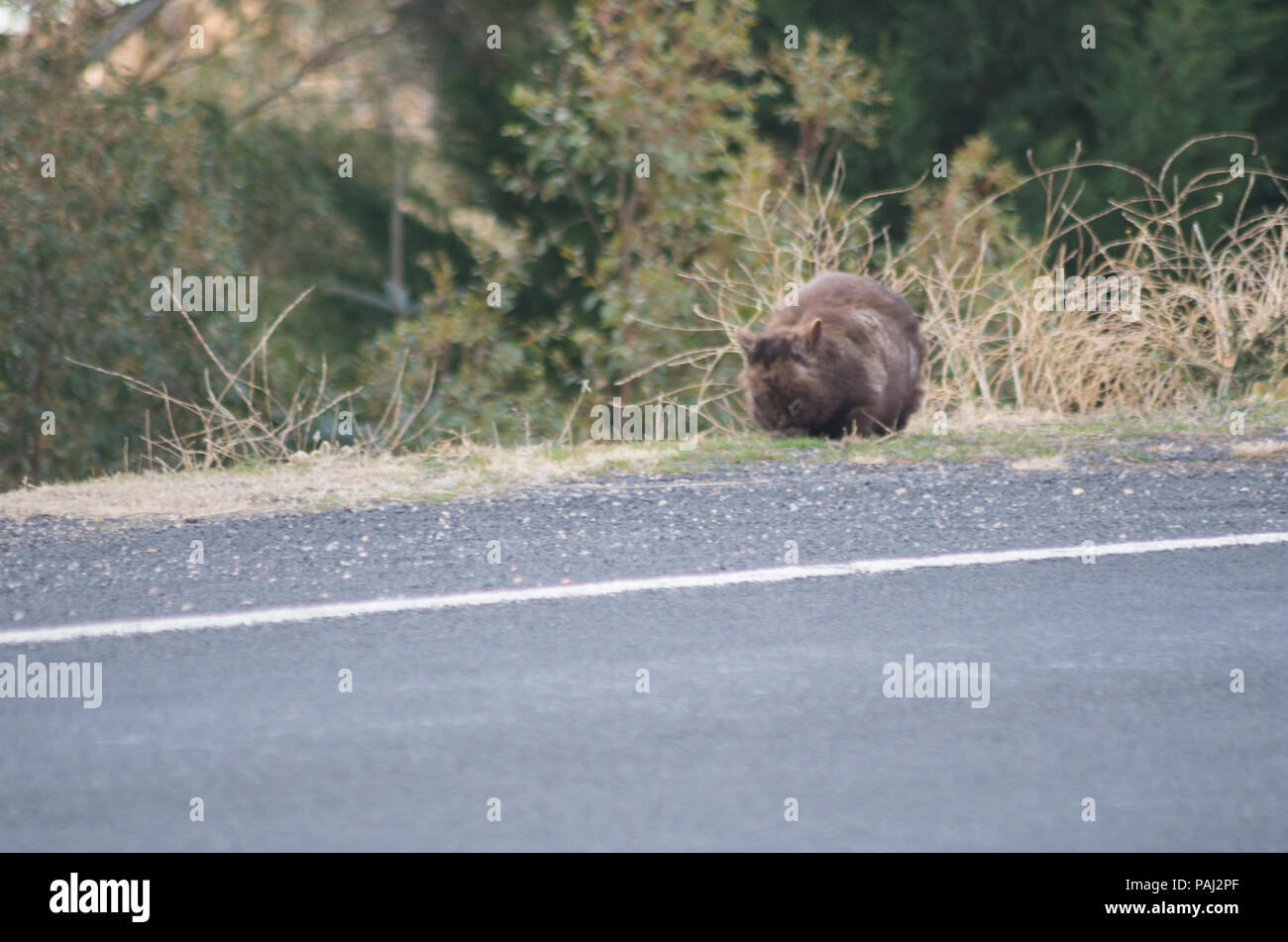 Wombat grazing by the side of the road on the Alpine Way in the Snowy ...