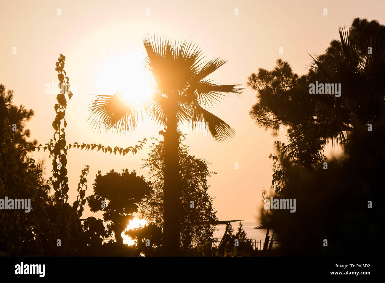 Palms by the sea under sunset. Tree shadow. Gradient sky Stock Photo ...