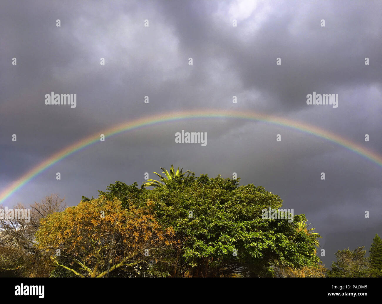 Gold trees under rainbow hi-res stock photography and images - Alamy