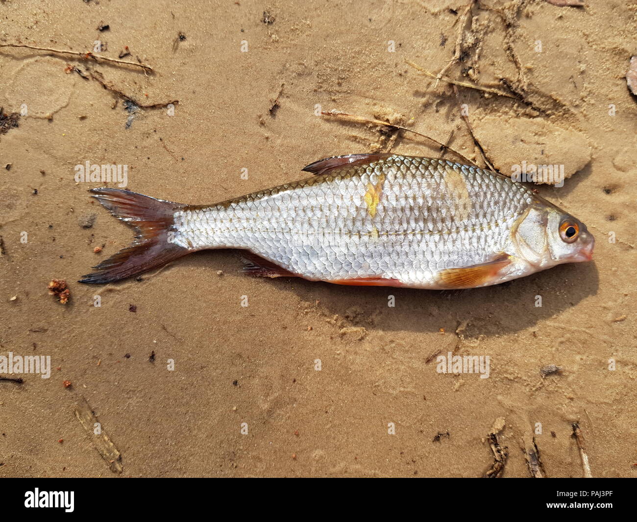 Spring roach fishing. River white fish Stock Photo - Alamy