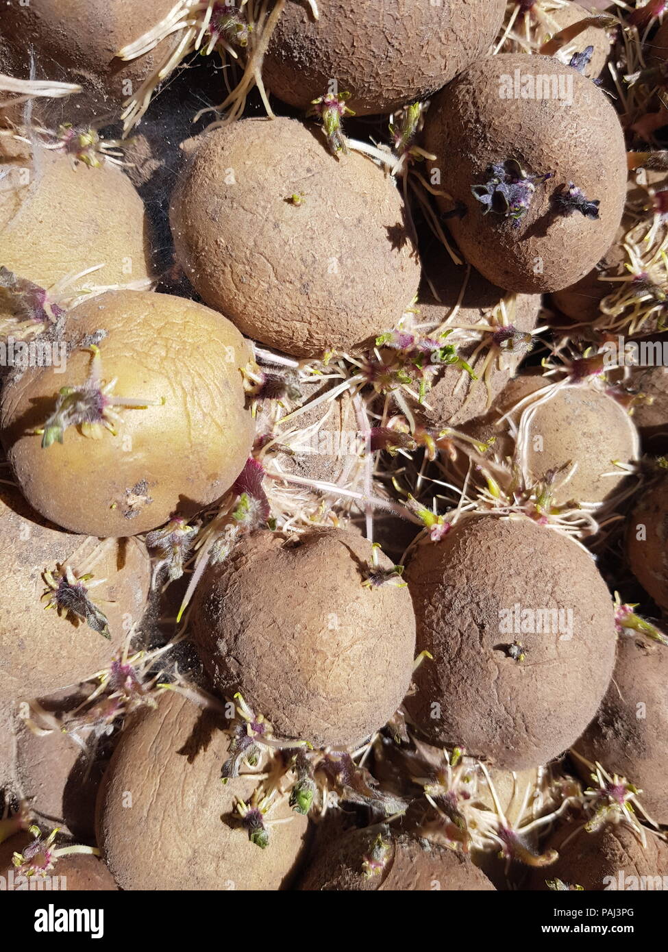 Potato cellar old hi-res stock photography and images - Alamy