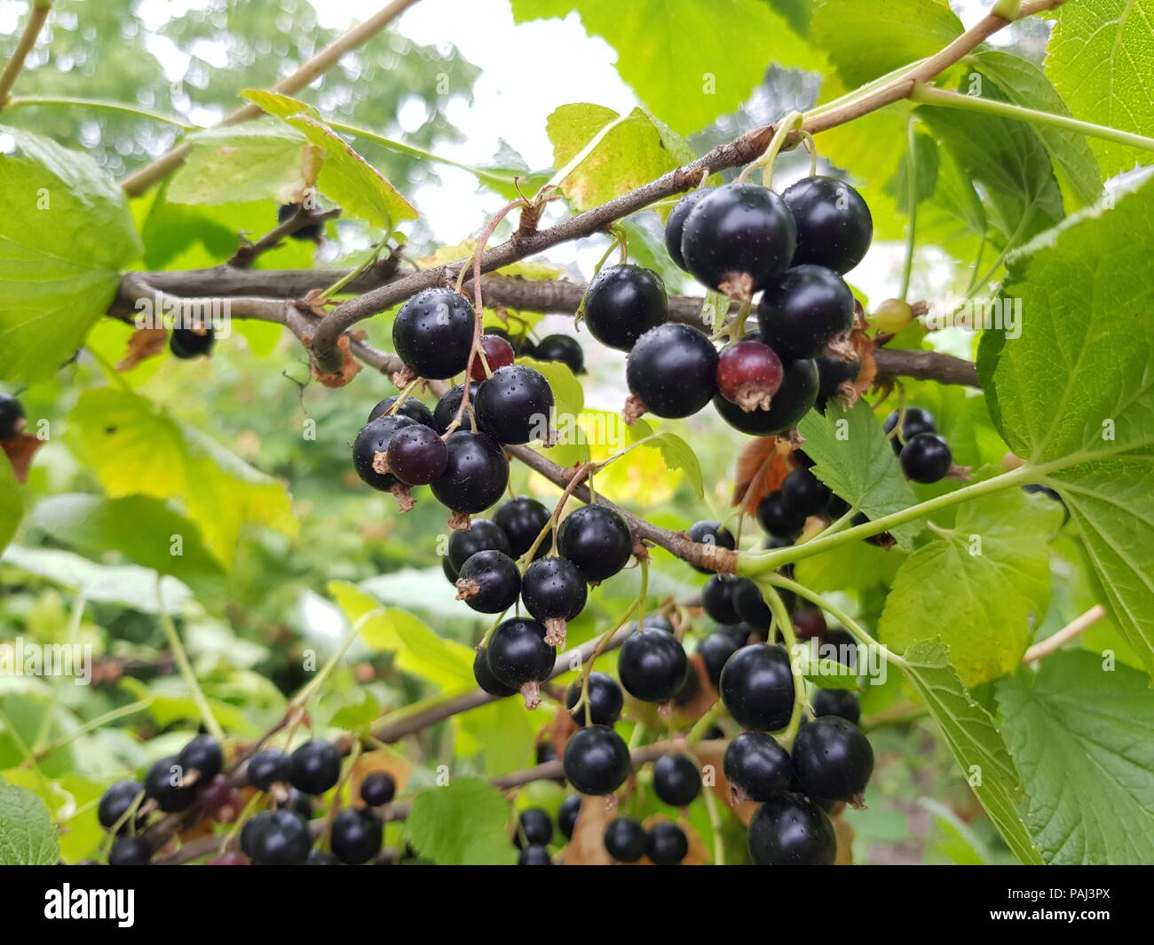 currant grows in a garden on a bush among foliage Stock Photo - Alamy