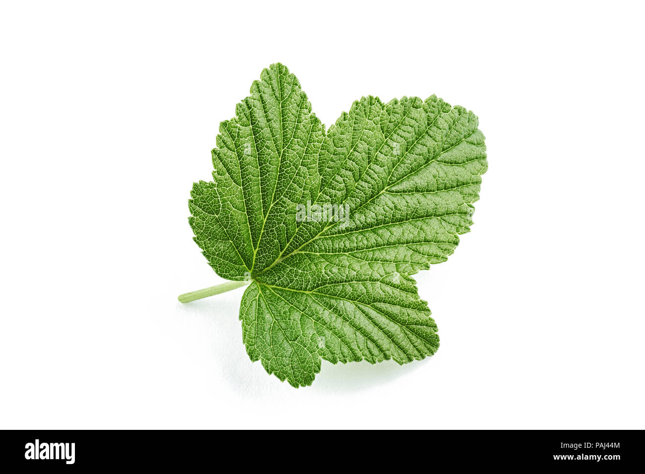 Currant leaves isolated on white background. clipping path Stock Photo ...
