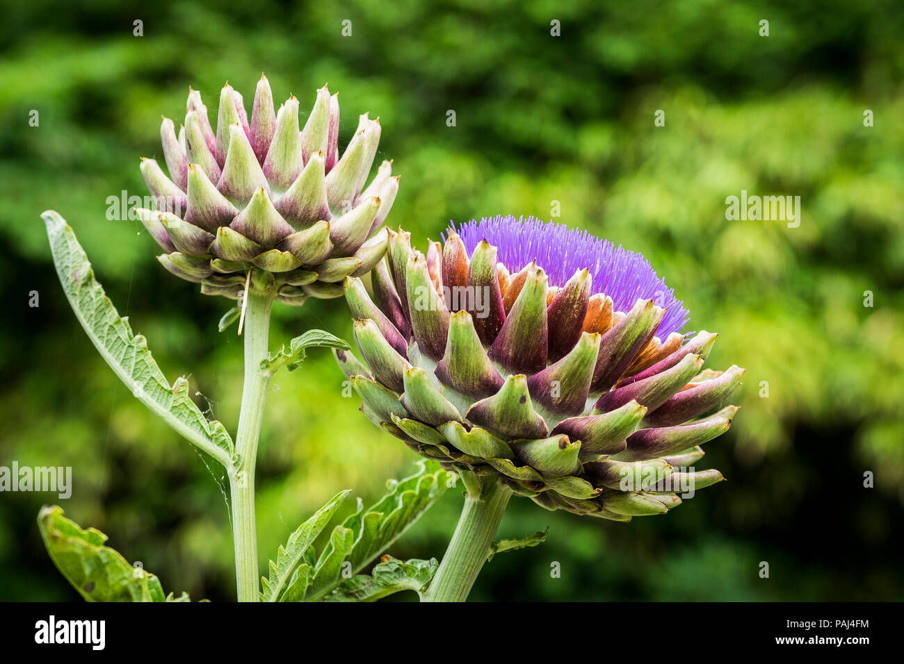 Cardoon Cynara cardunculus in flower Stock Photo - Alamy