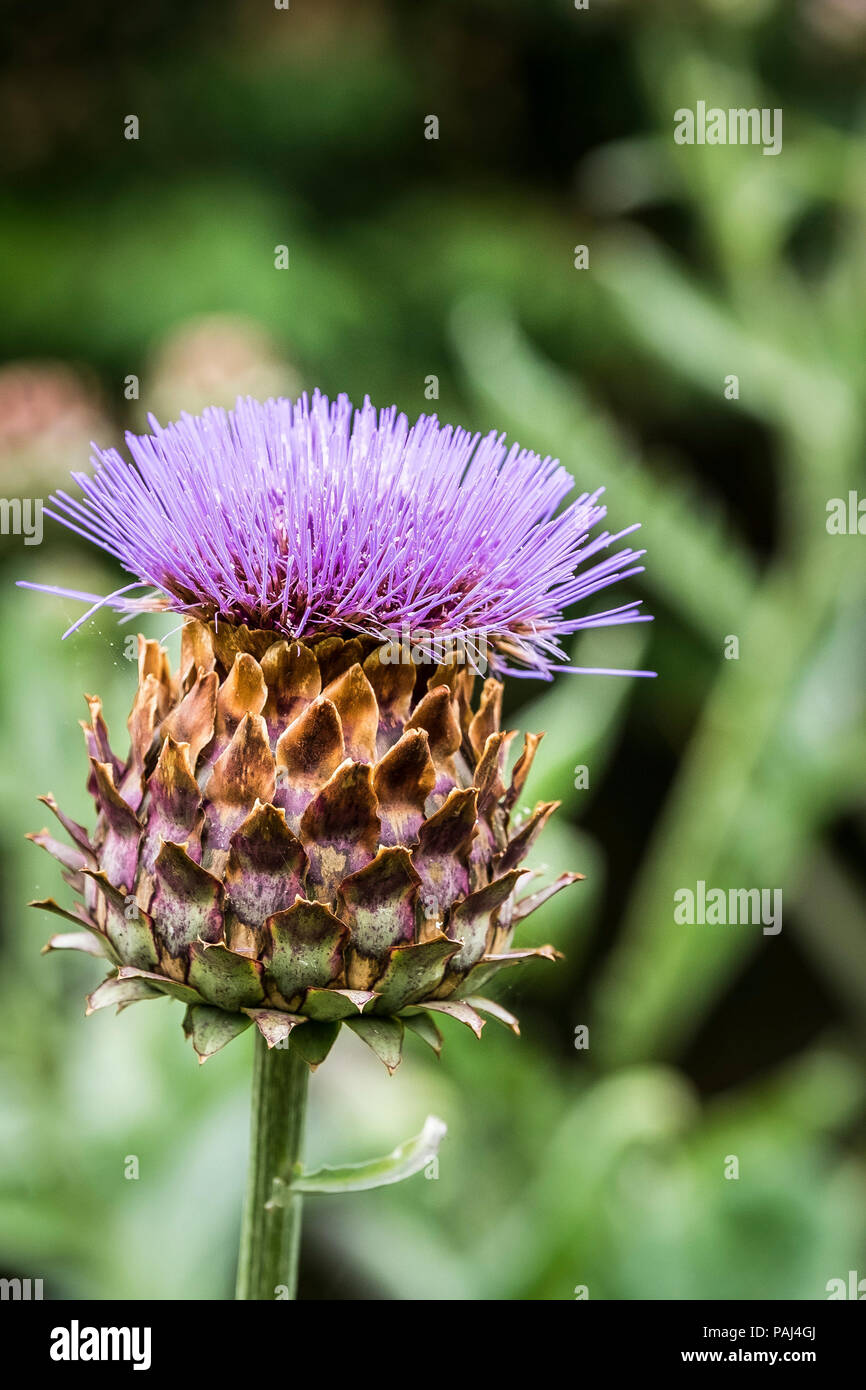 Cardoom Cynara cardunculus in flower Stock Photo - Alamy