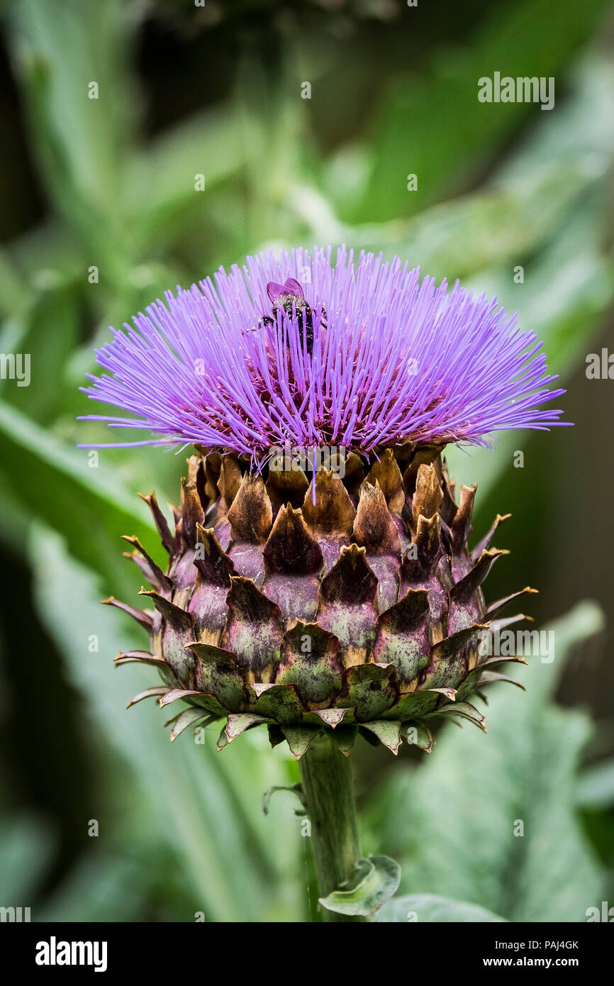 Bee species hi-res stock photography and images - Alamy