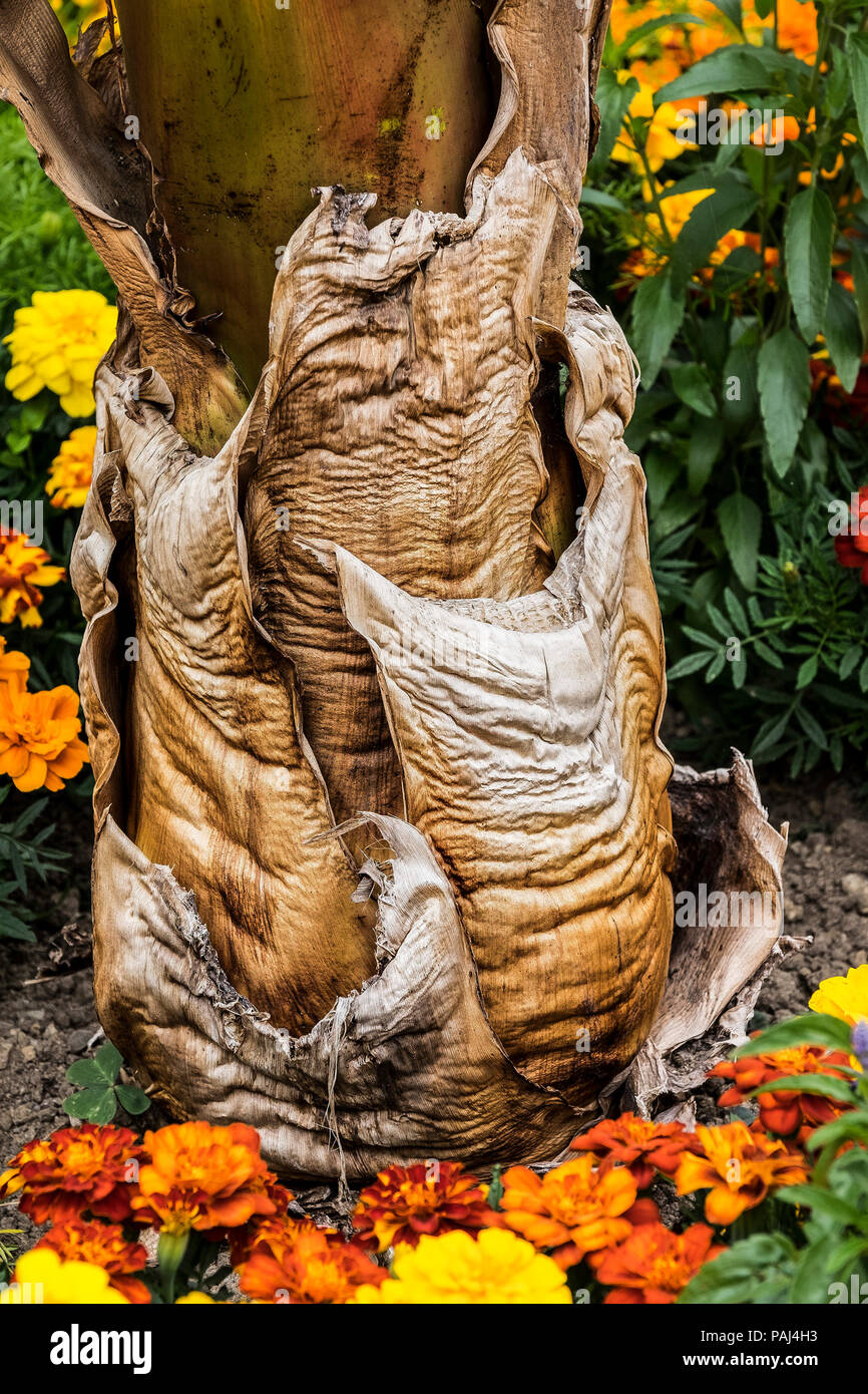 Old leaves shrivelling on a Musa Red Abyssinian banana Ensete ...