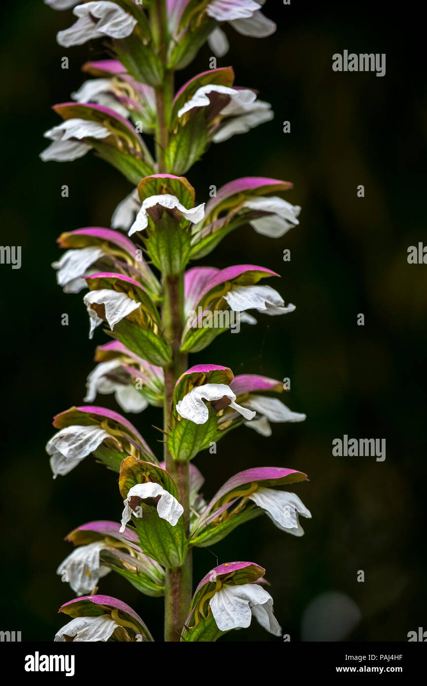 Acanthus Mollis High Resolution Stock Photography and Images - Alamy