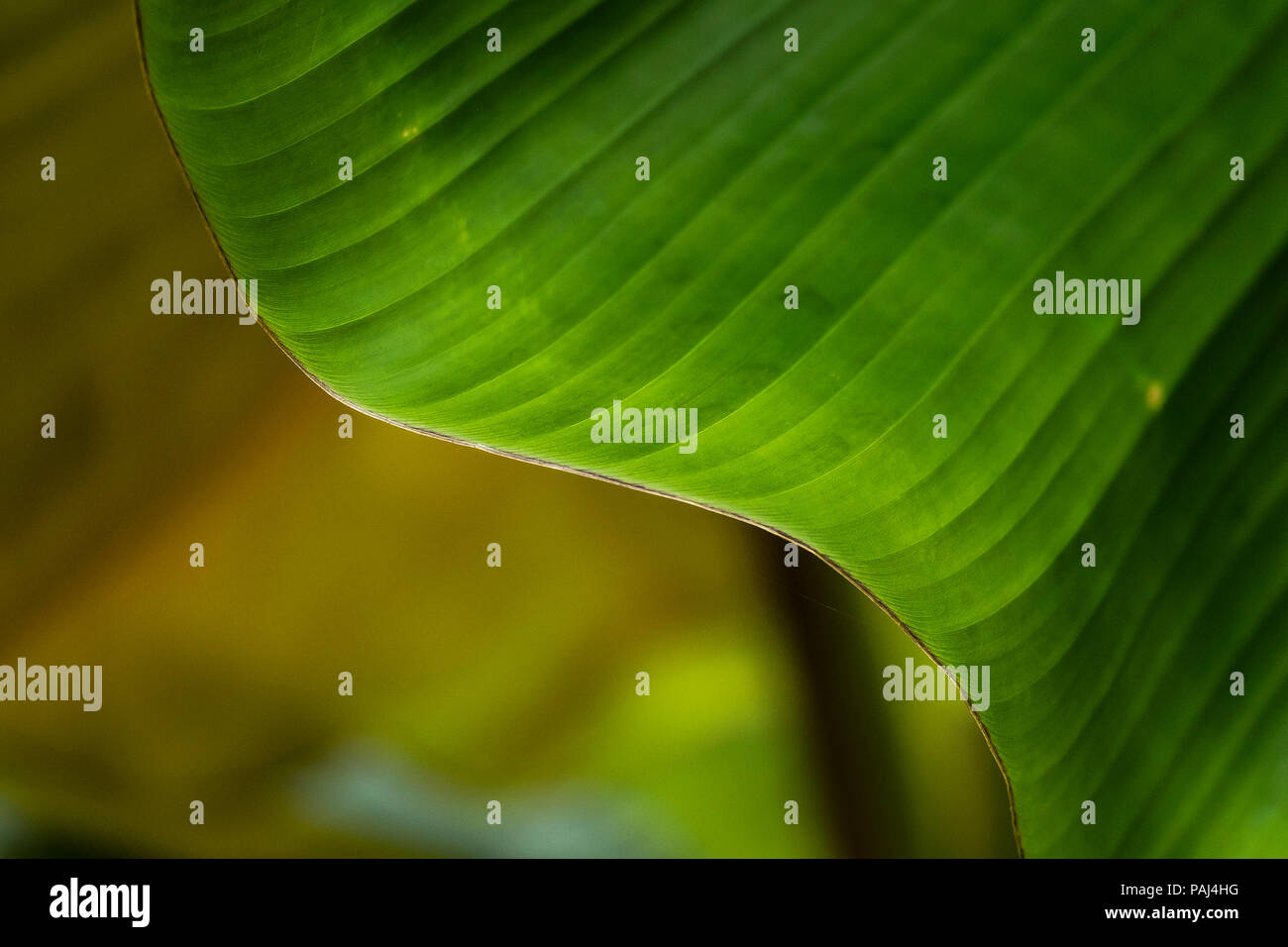 Ethiopian view hi-res stock photography and images - Alamy