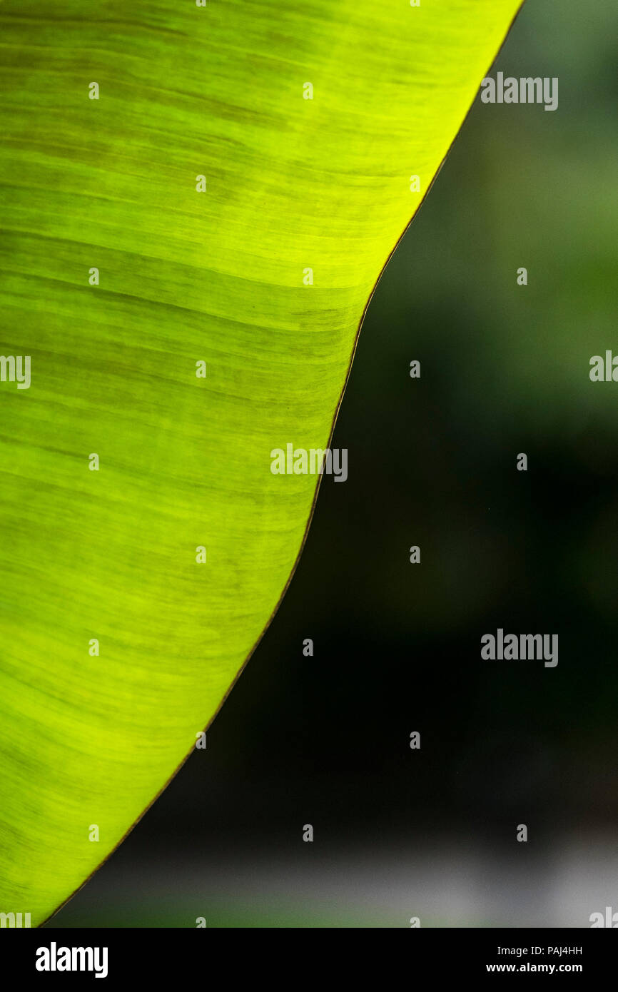 Musa ensete ventricosum hi-res stock photography and images - Alamy